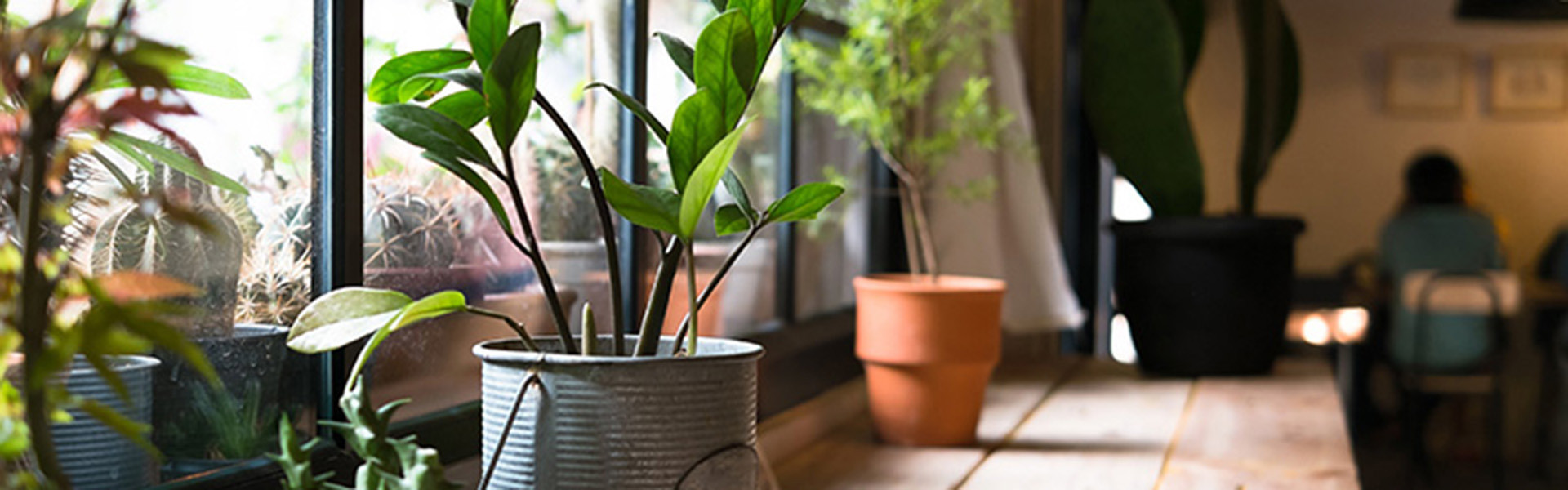 RENTAL/レンタル | 兵庫県たつの市の観葉植物ならbarrel plants