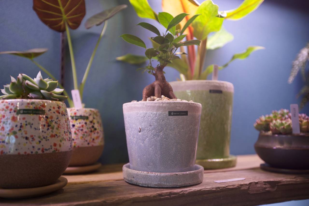 INTERIOR/インテリア | 兵庫県たつの市の観葉植物ならbarrel plants
