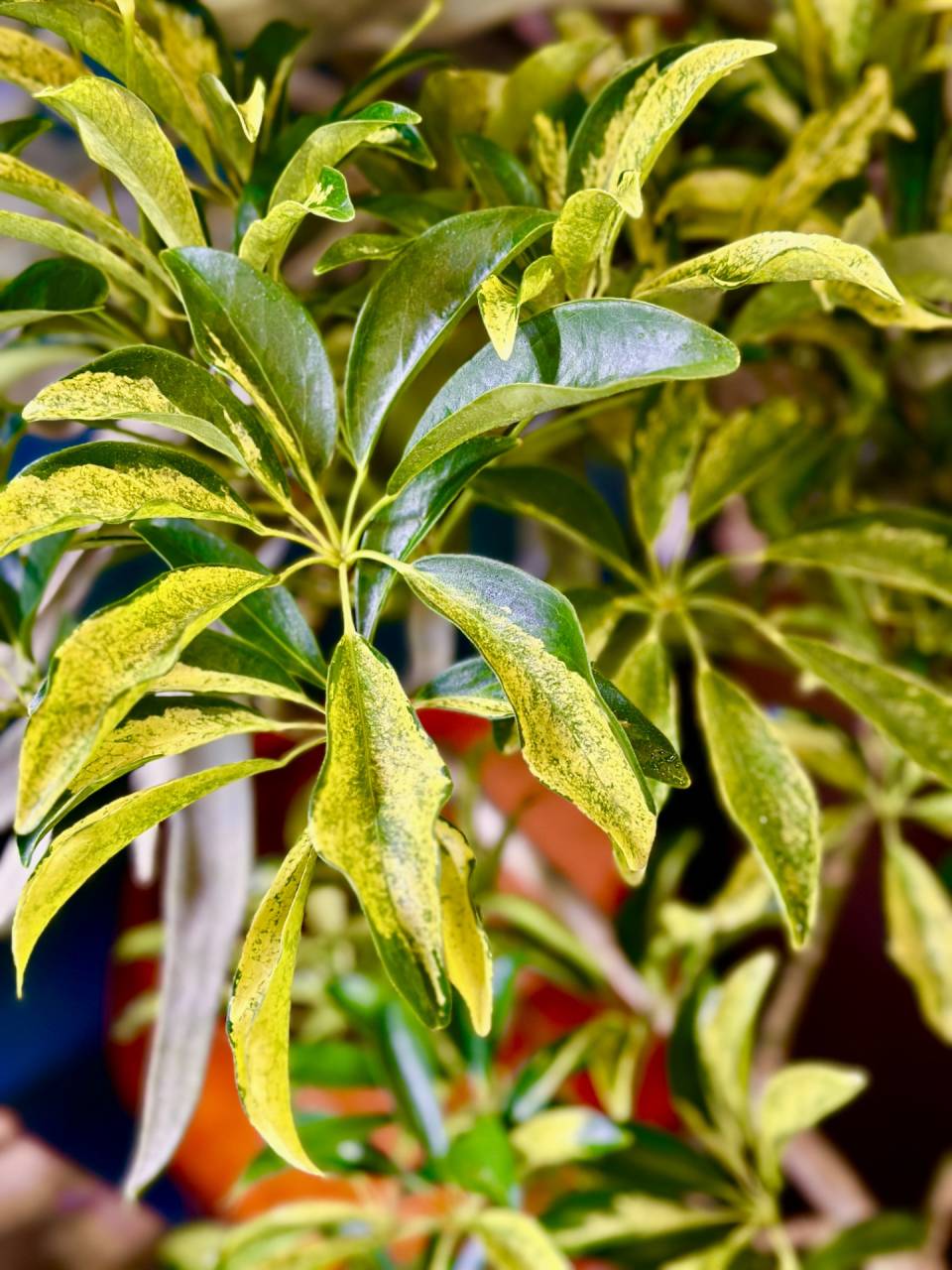 SERVICE | 兵庫県たつの市の観葉植物ならbarrel plants