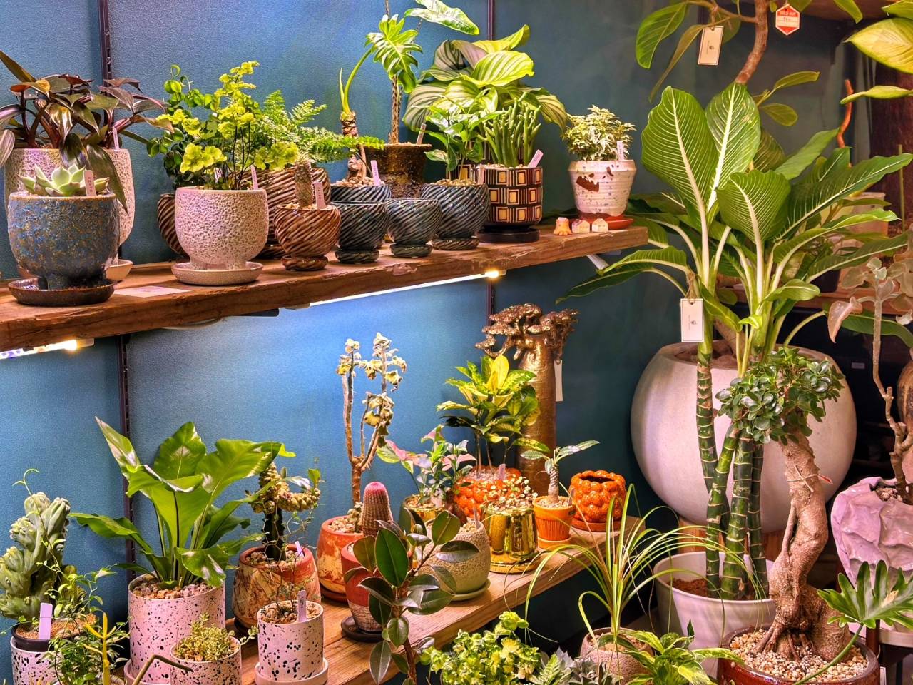 FEATURE | 兵庫県たつの市の観葉植物ならbarrel plants